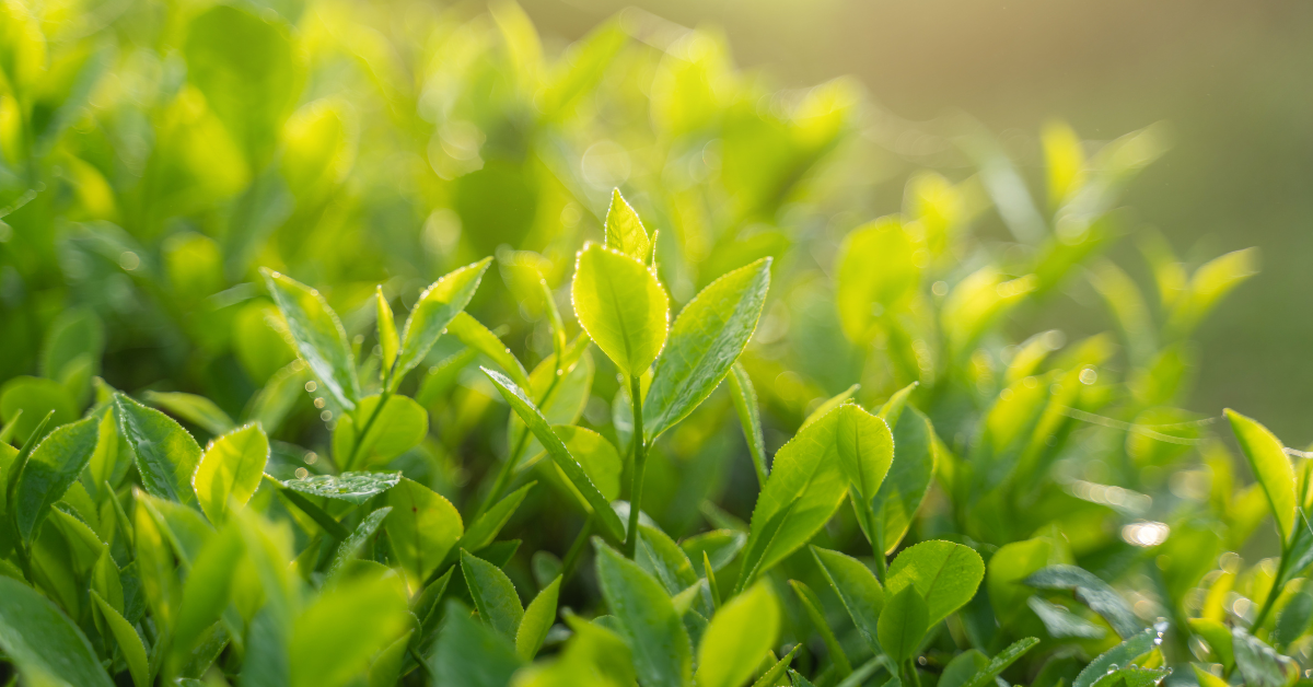 A Complete Guide to L-Theanine – Tonicc