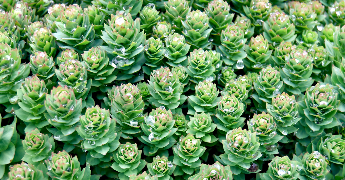 Everything You Need to Know About Rhodiola Rosea – Tonicc